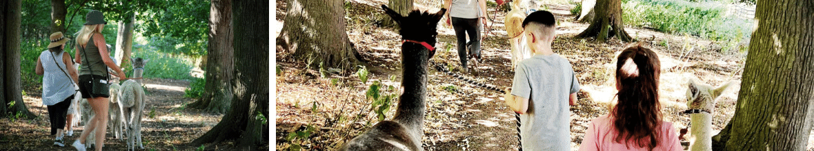 Something a little different at Oak Tree Alpacas - Visit Nottinghamshire