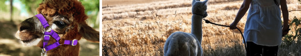 Something a little different at Oak Tree Alpacas - Visit Nottinghamshire