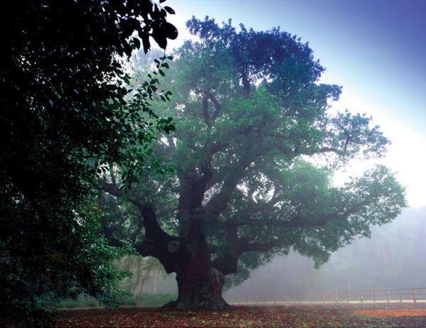 Interesting Facts - Visit Nottinghamshire